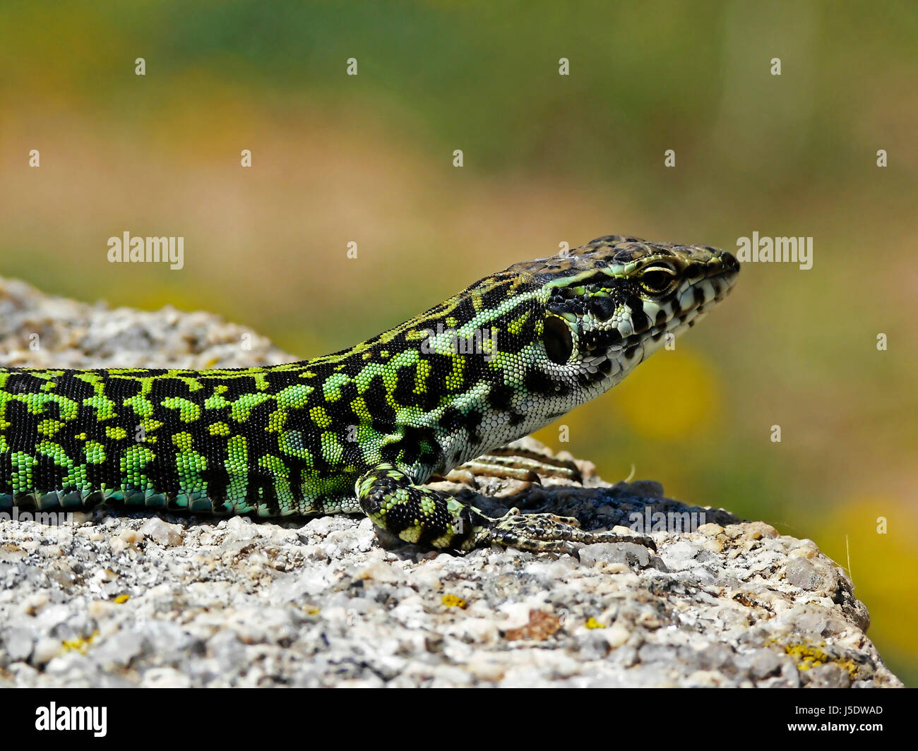 stone lizard lizards sardinia stein beer mug green podacris sicula ...