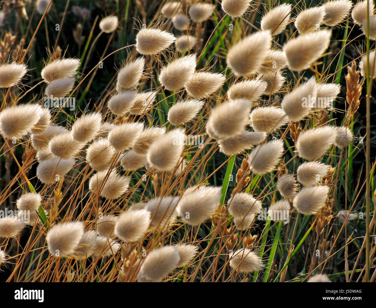 shine shines bright lucent light serene luminous grasses counter-light ...