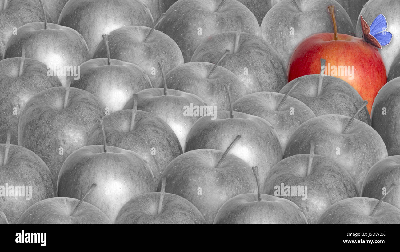 blue green butterfly biological apple tree fruit apples apple fruit ...