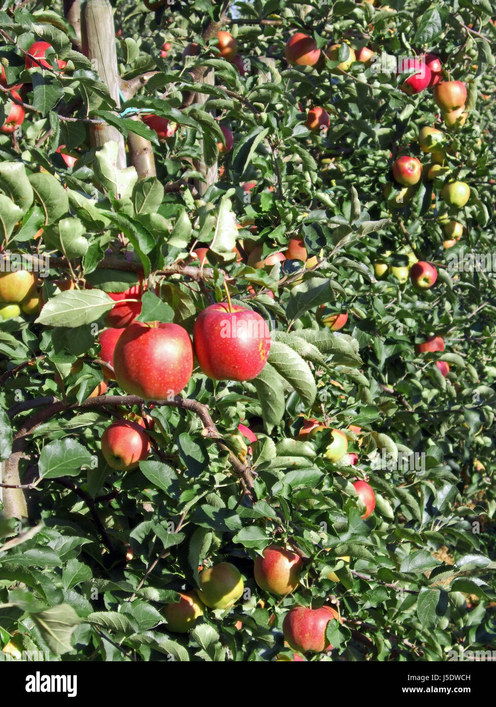 tree green agriculture farming flora ripe fruit apples apple ...