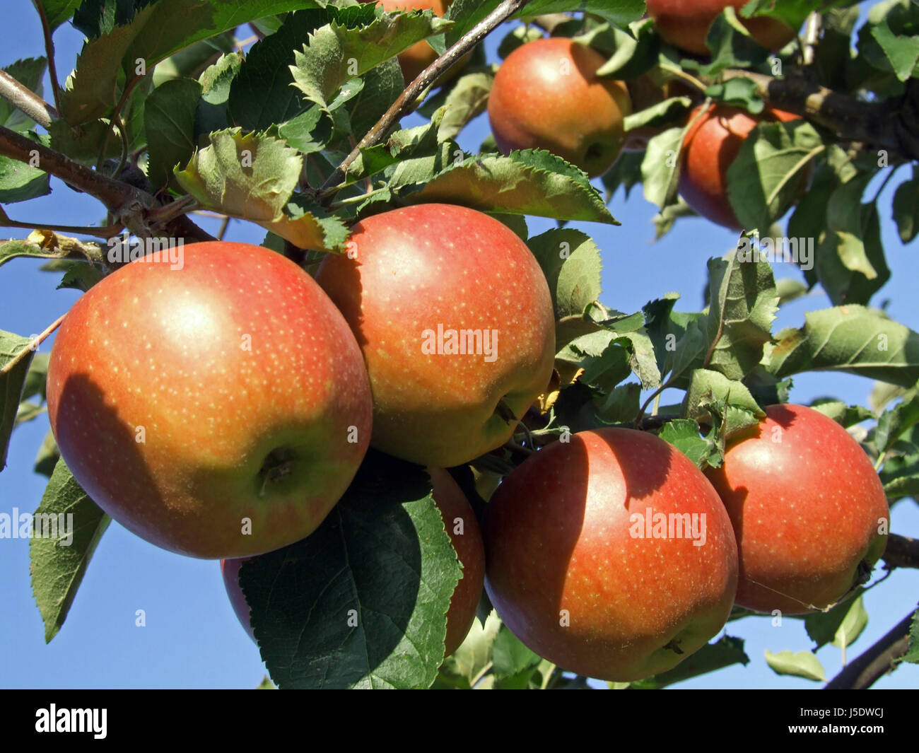 tree green agriculture farming flora ripe fruit apples apple ...