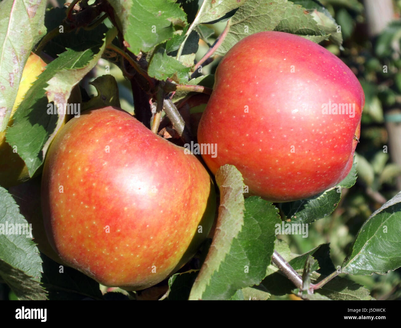 tree green agriculture farming flora ripe fruit apples apple ...