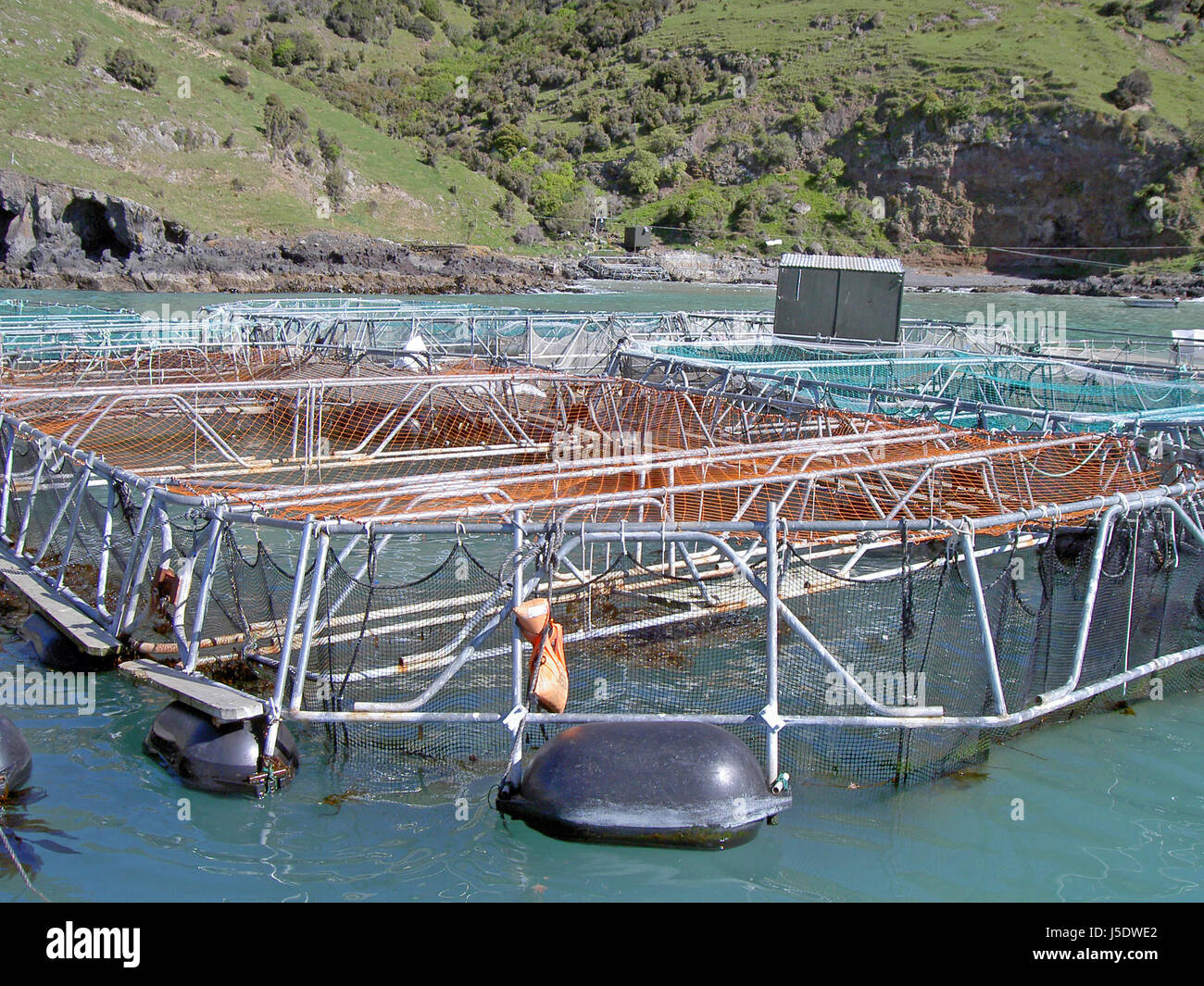 Paua zuchtanlage hi-res stock photography and images - Alamy