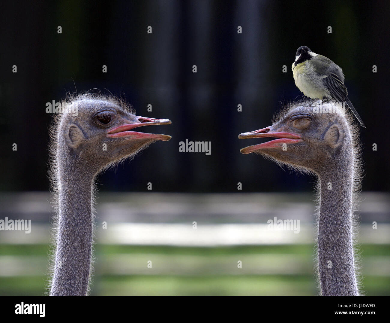bird strong birds eyes ears look glancing see view looking peeking ...