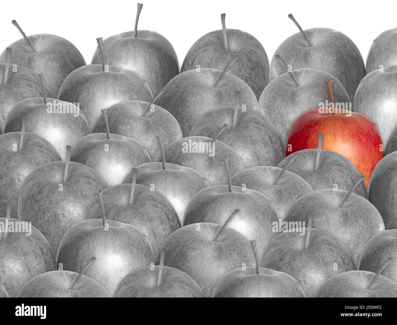 green biological apple tree fruit apples apple fruit-tree harvest time ...