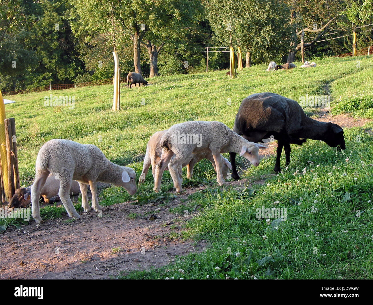 black swarthy jetblack deep black blank european caucasian sheep wool ...