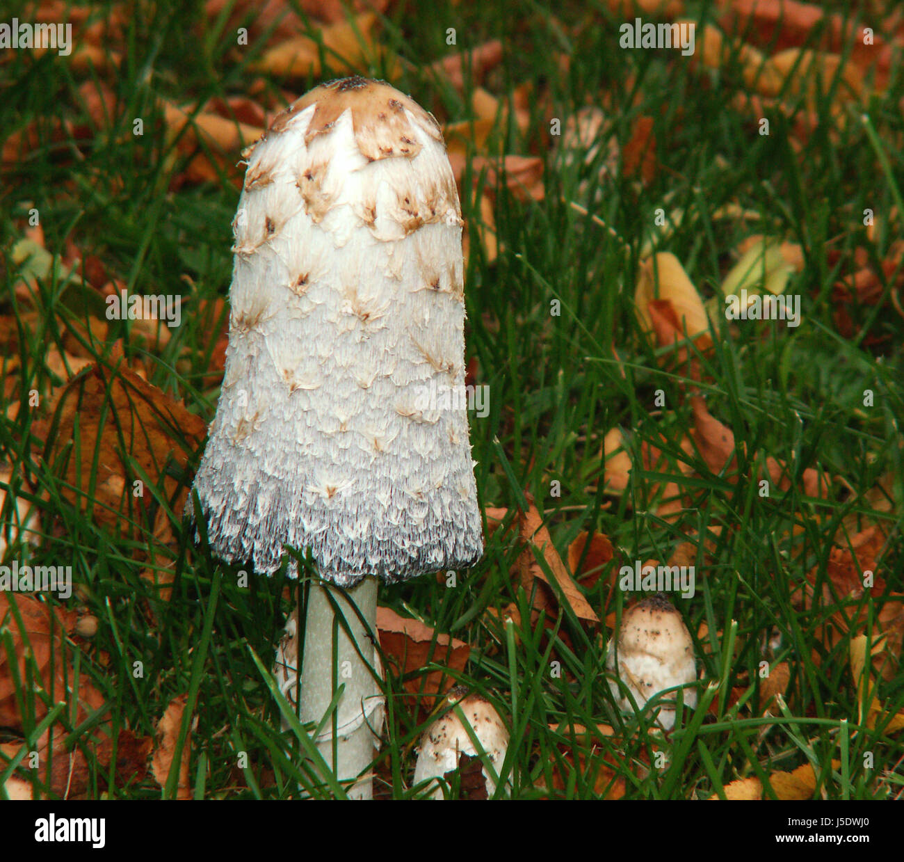 mushrooms mushroom fungus october nontoxic forest fall autumn waldpilz ...