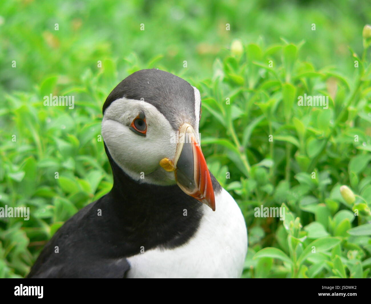 Puffin peeking hi-res stock photography and images - Alamy