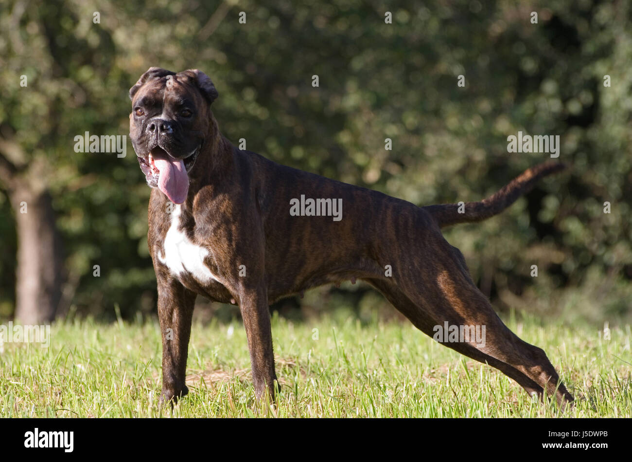 boxer in a stretched state attitude Stock Photo - Alamy