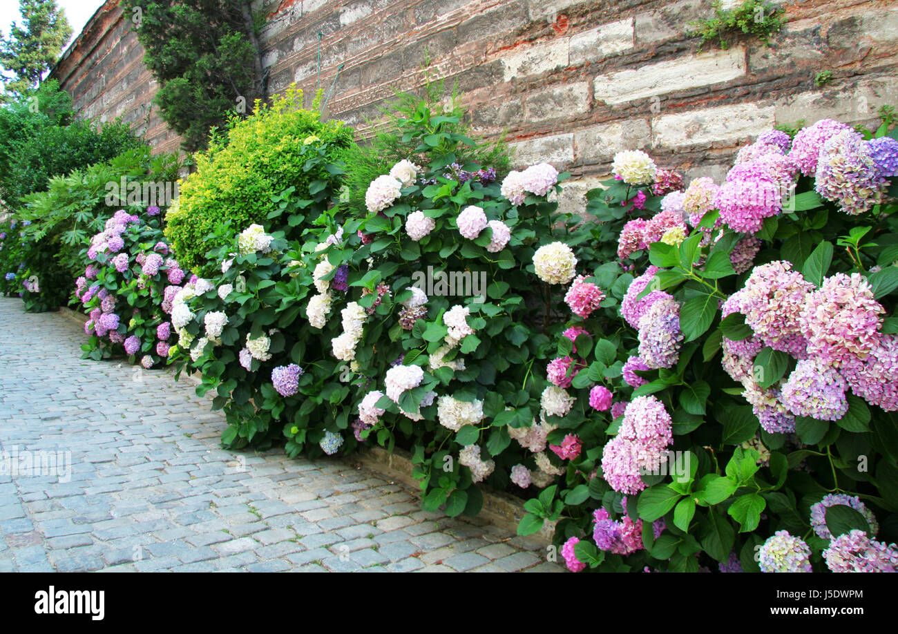 Turkish plants hi-res stock photography and images - Alamy