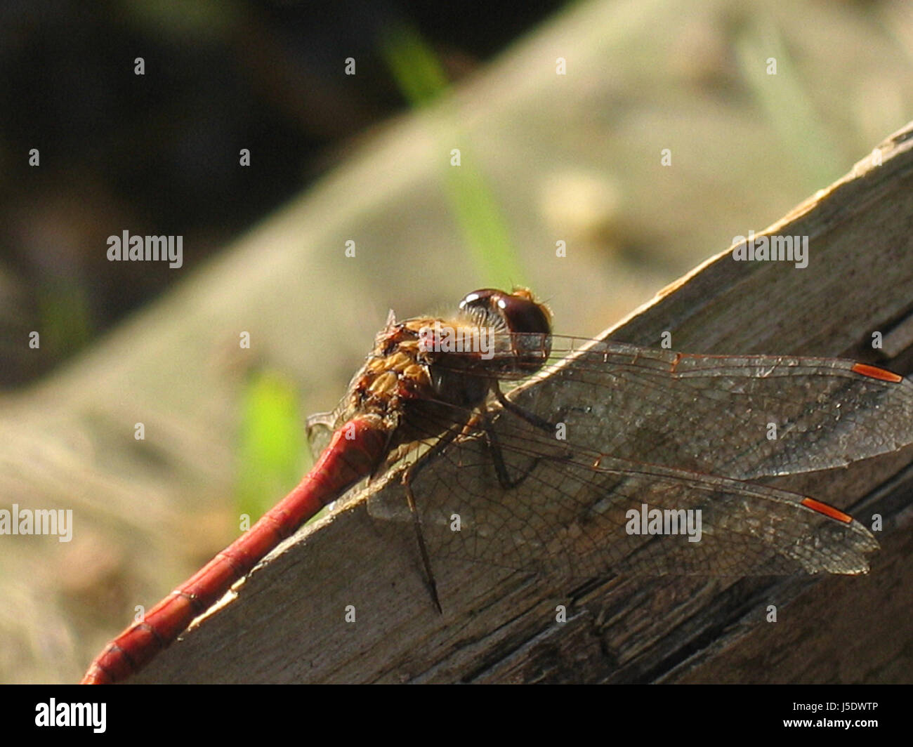insect green wood wing dragonfly beige mast wooden pool sunbathing red body Stock Photo - Alamy