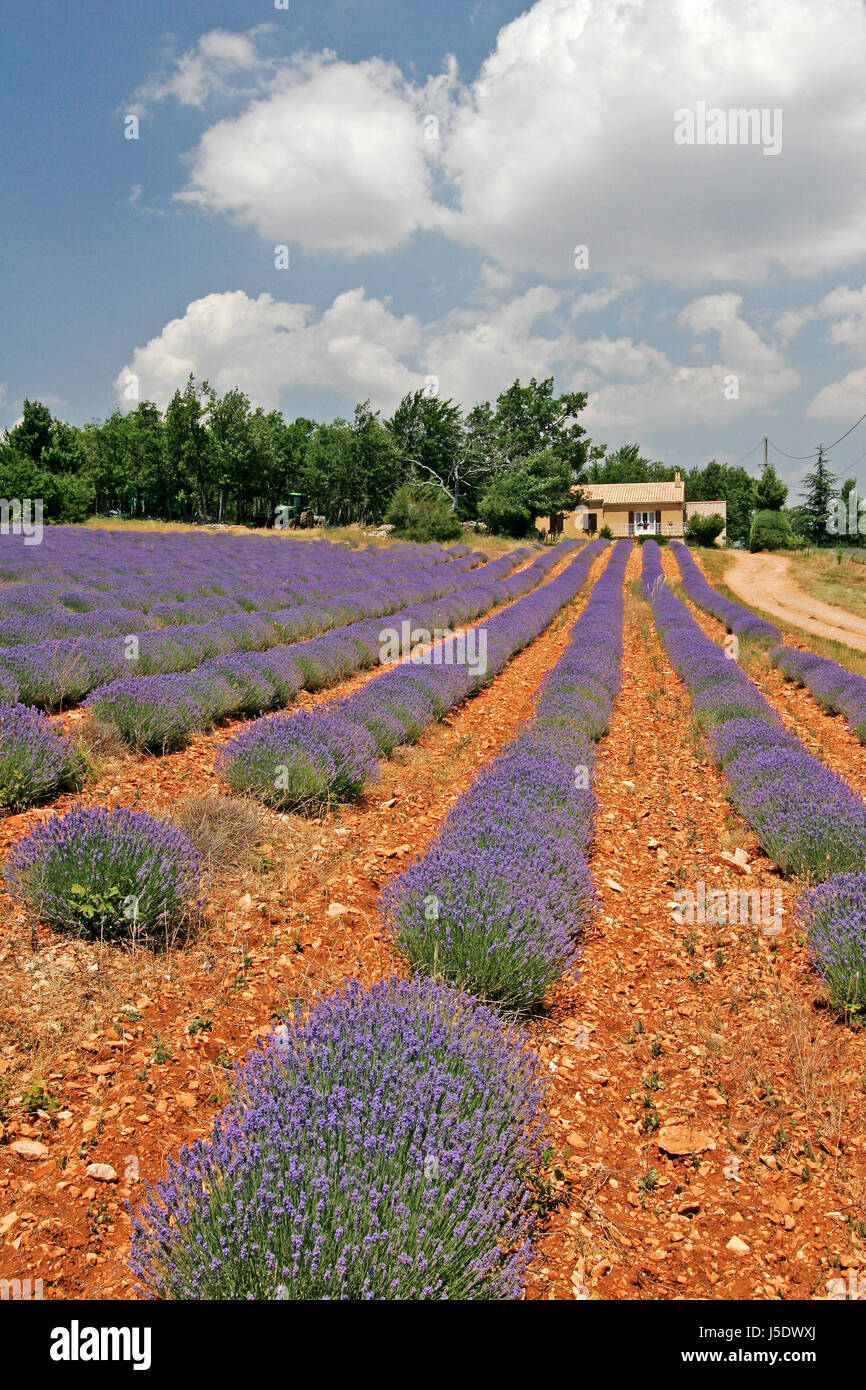 Southern France lavender Provence scenery countryside nature field of ...