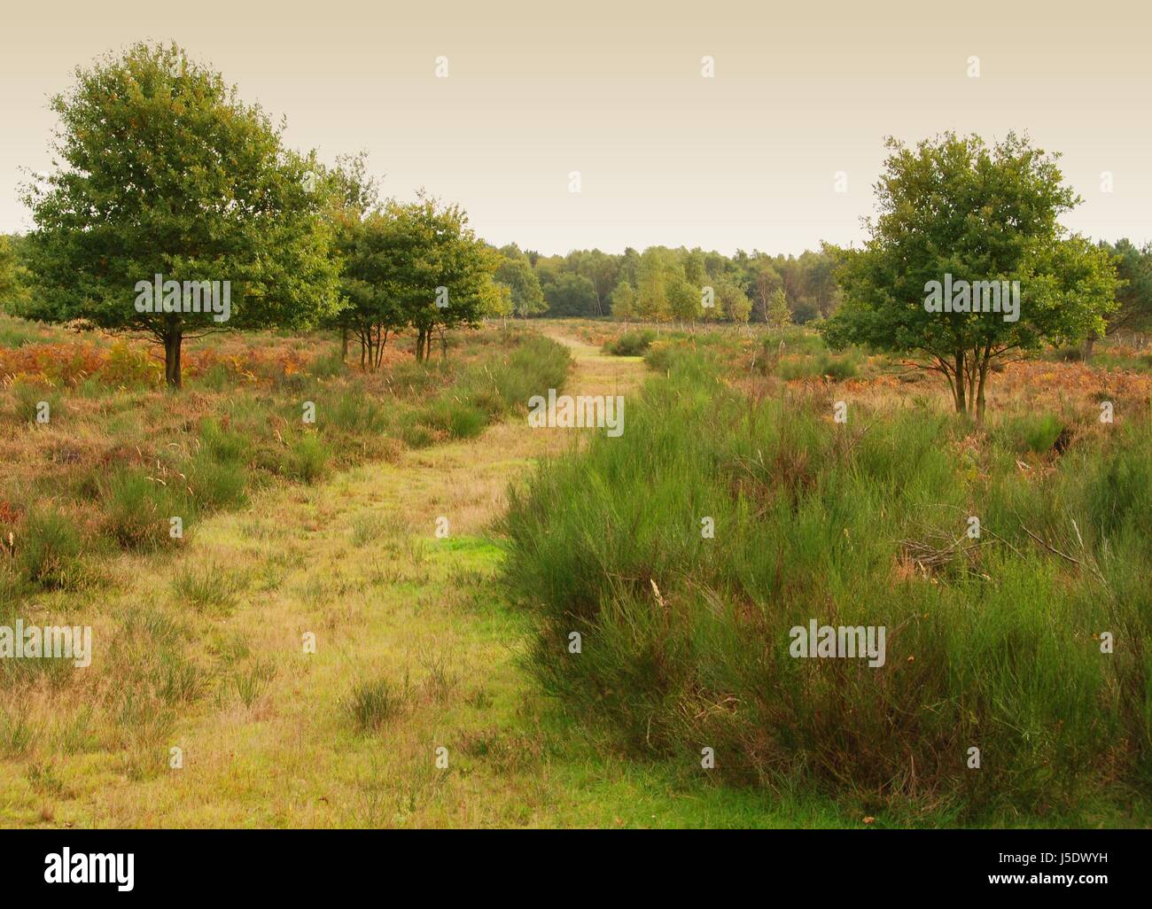 tree trees green width perspective prospect level far heath broom flat ...