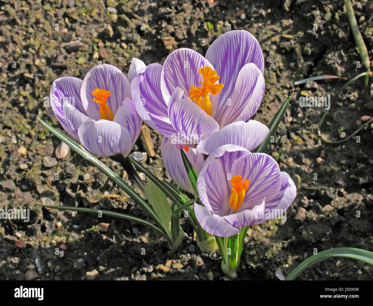 flower flowers plant spring crocus vernal flowers ornamental plants ...