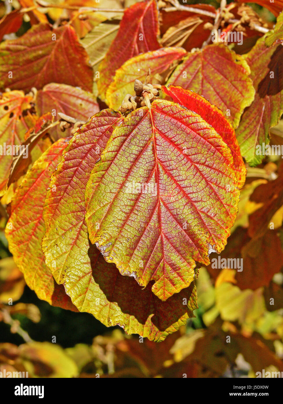 leaf tree trees leaves coloured colourful gorgeous multifarious richly ...