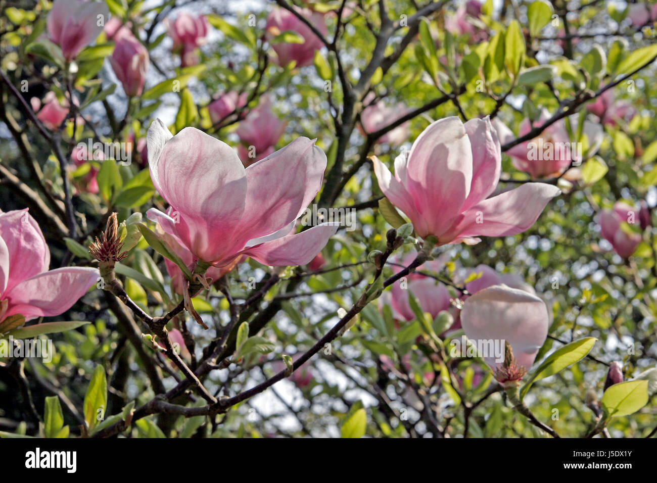 tree trees bloom blossom flourish flourishing flower flowers plant ...