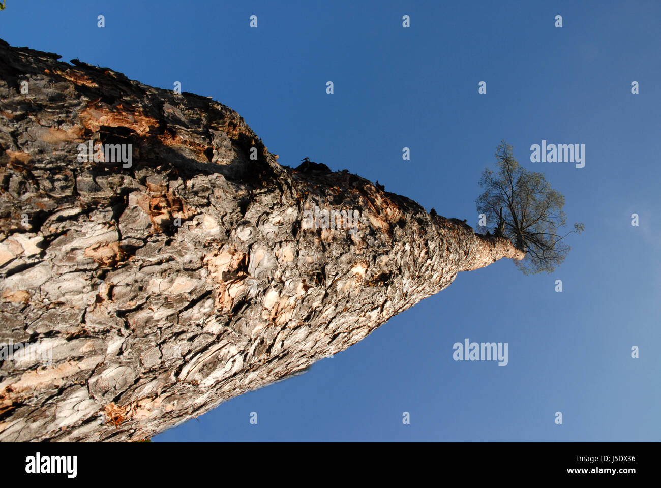 blue tree wood wide angle perspective prospect conifer below high ...