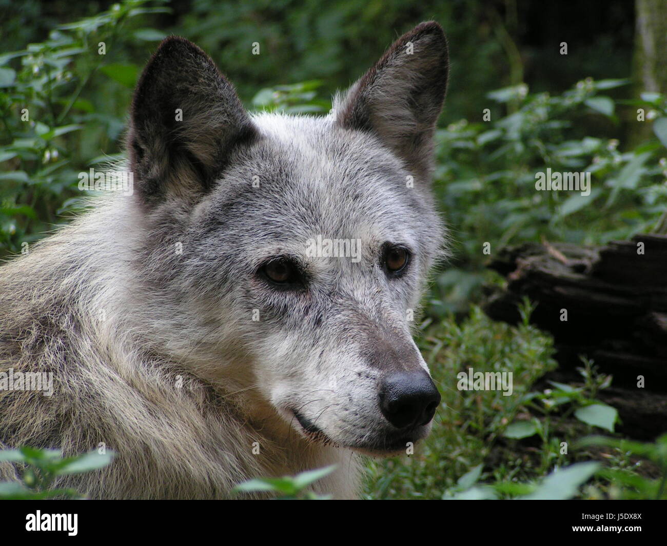 Lupo husky hi-res stock photography and images - Alamy