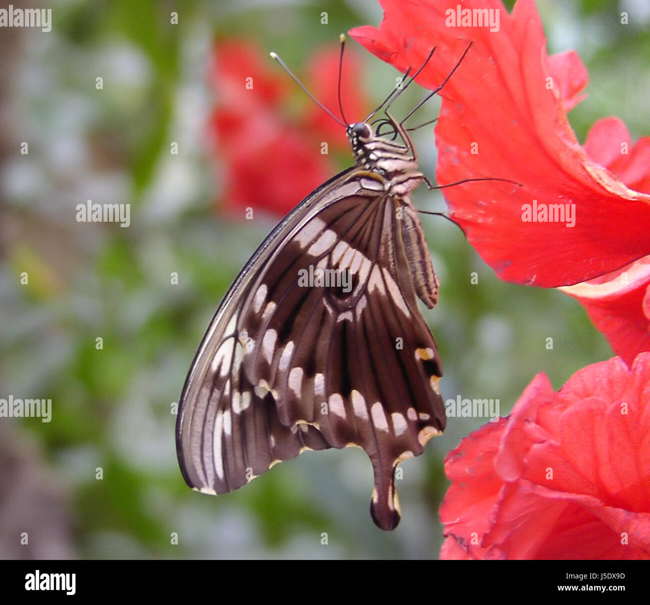 garden insect butterfly flower flowers plant moth swallowtail gardens ...