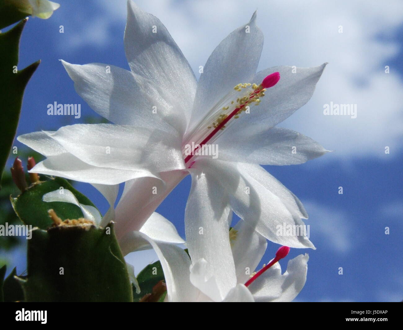 white cactus flower Stock Photo - Alamy