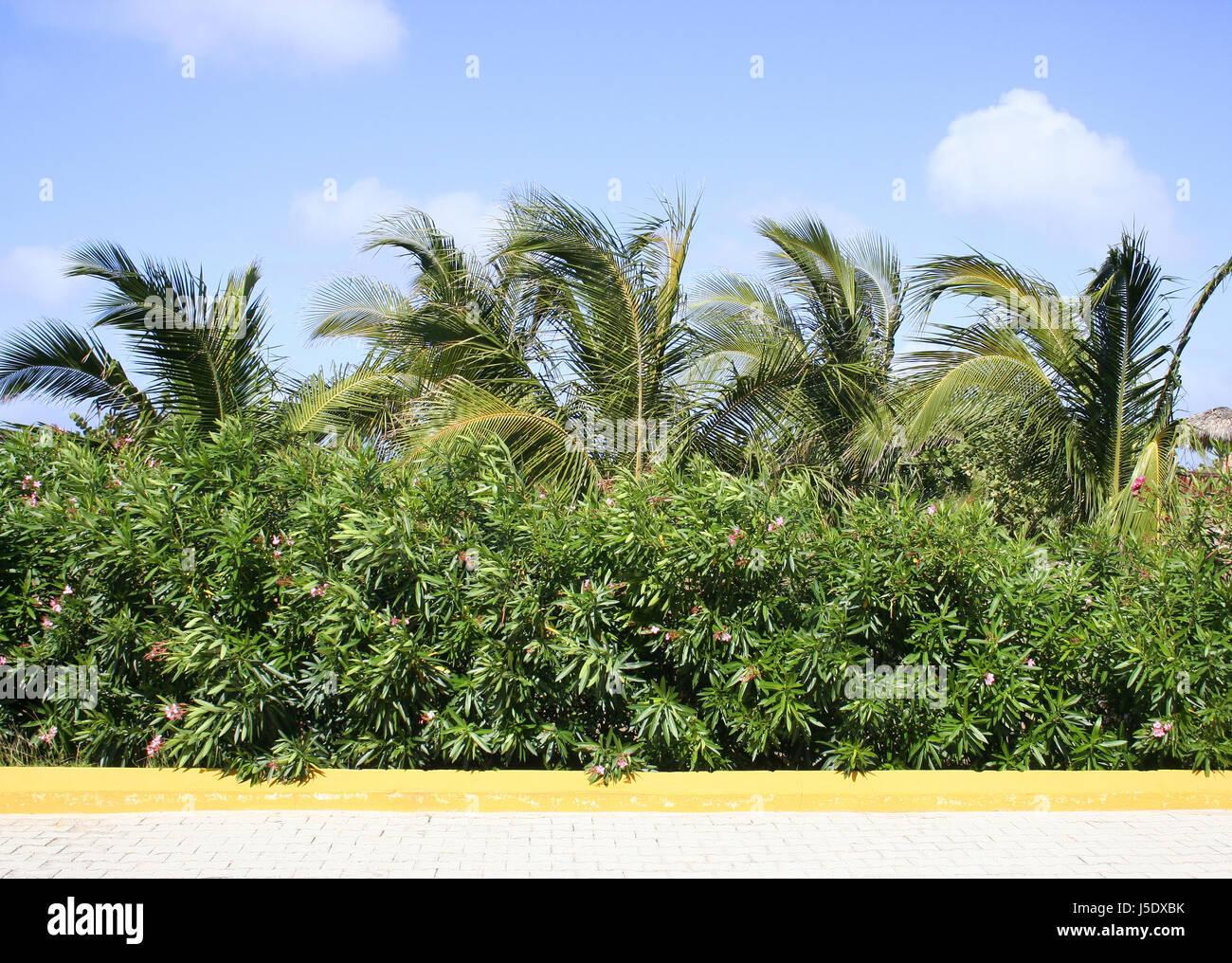 blue tree trees green bushes plaster parking place palms bush shrub ...