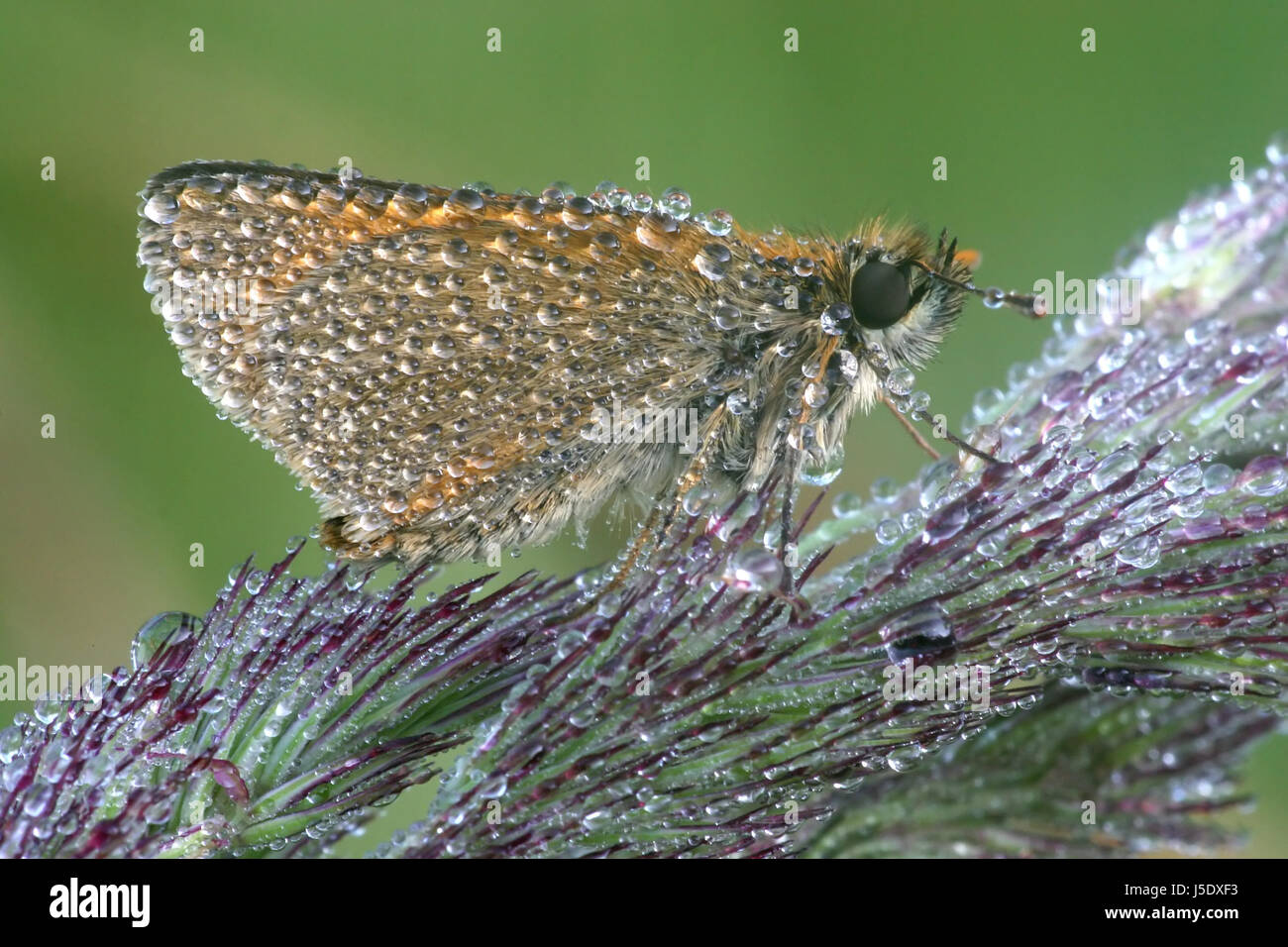 butterfly pearls moist water drop waterdrop water drop drip drops ...