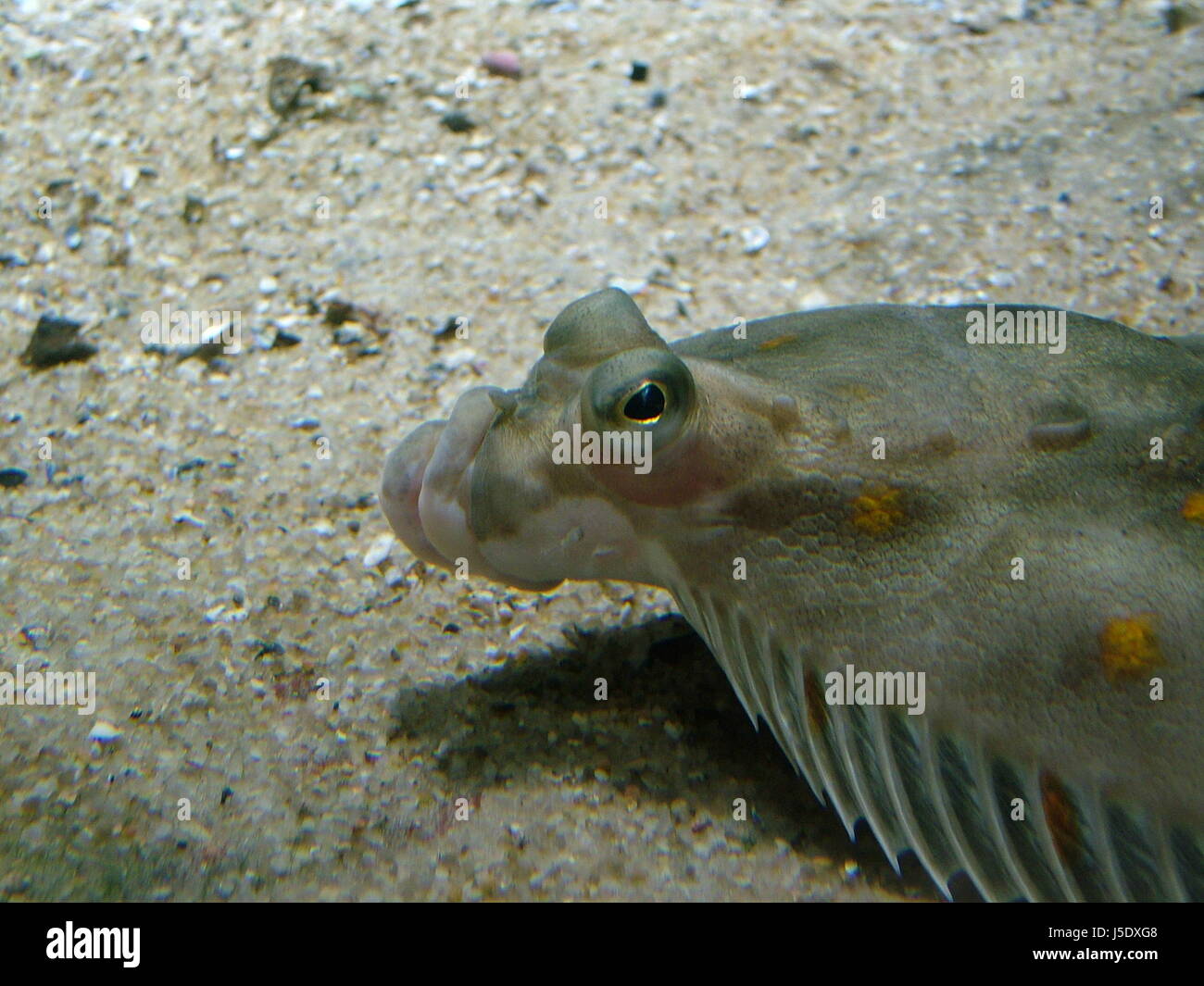 mouth aquarium fish eyes observe plaice flat half sands sand body water ...