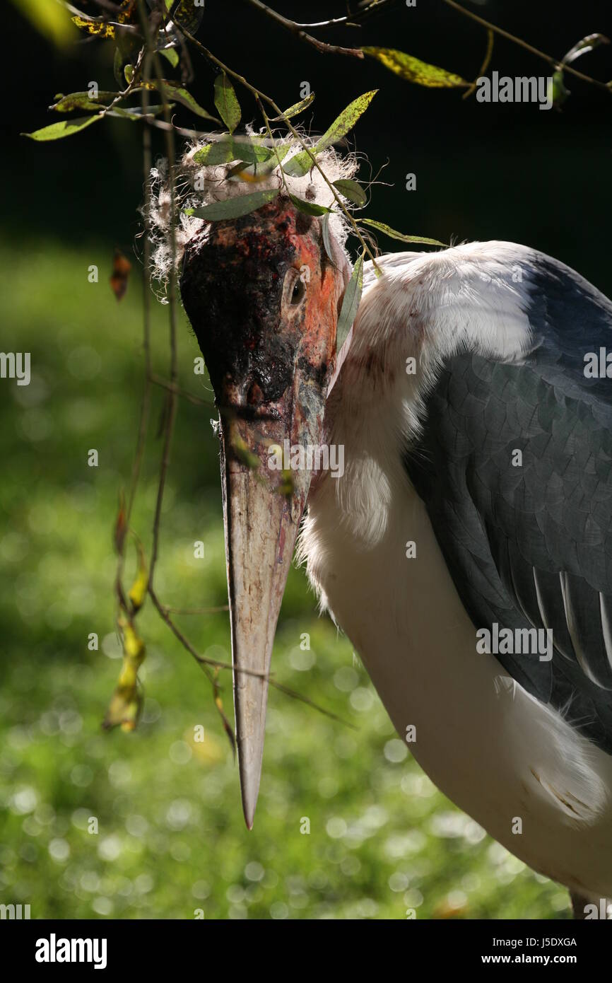 bird birds feathers beak scavenger exotic feathering striking beaks ...
