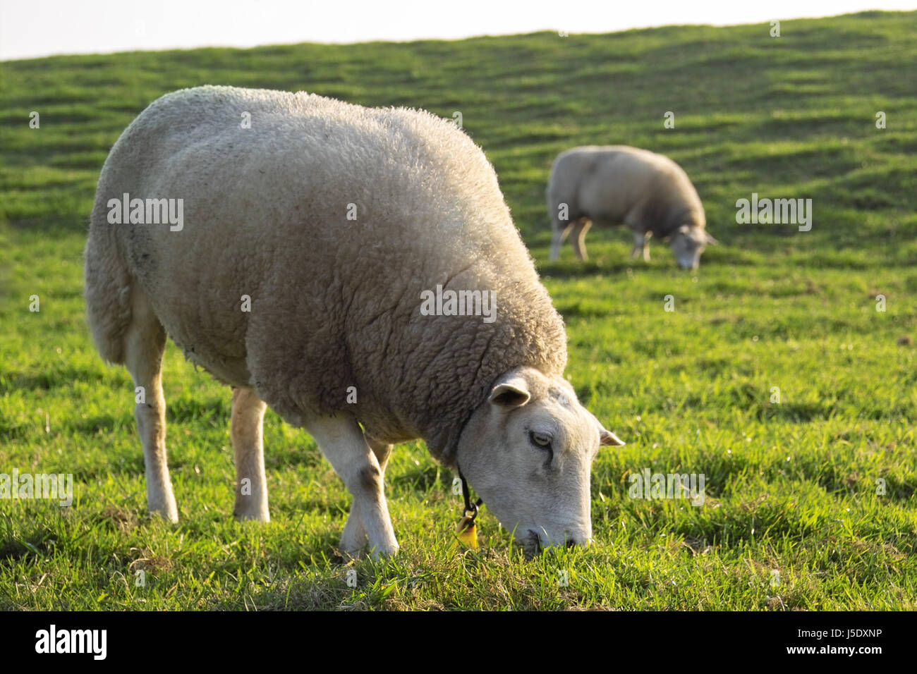 agriculture farming skin wool holland to gorge engulf devour cheese ...