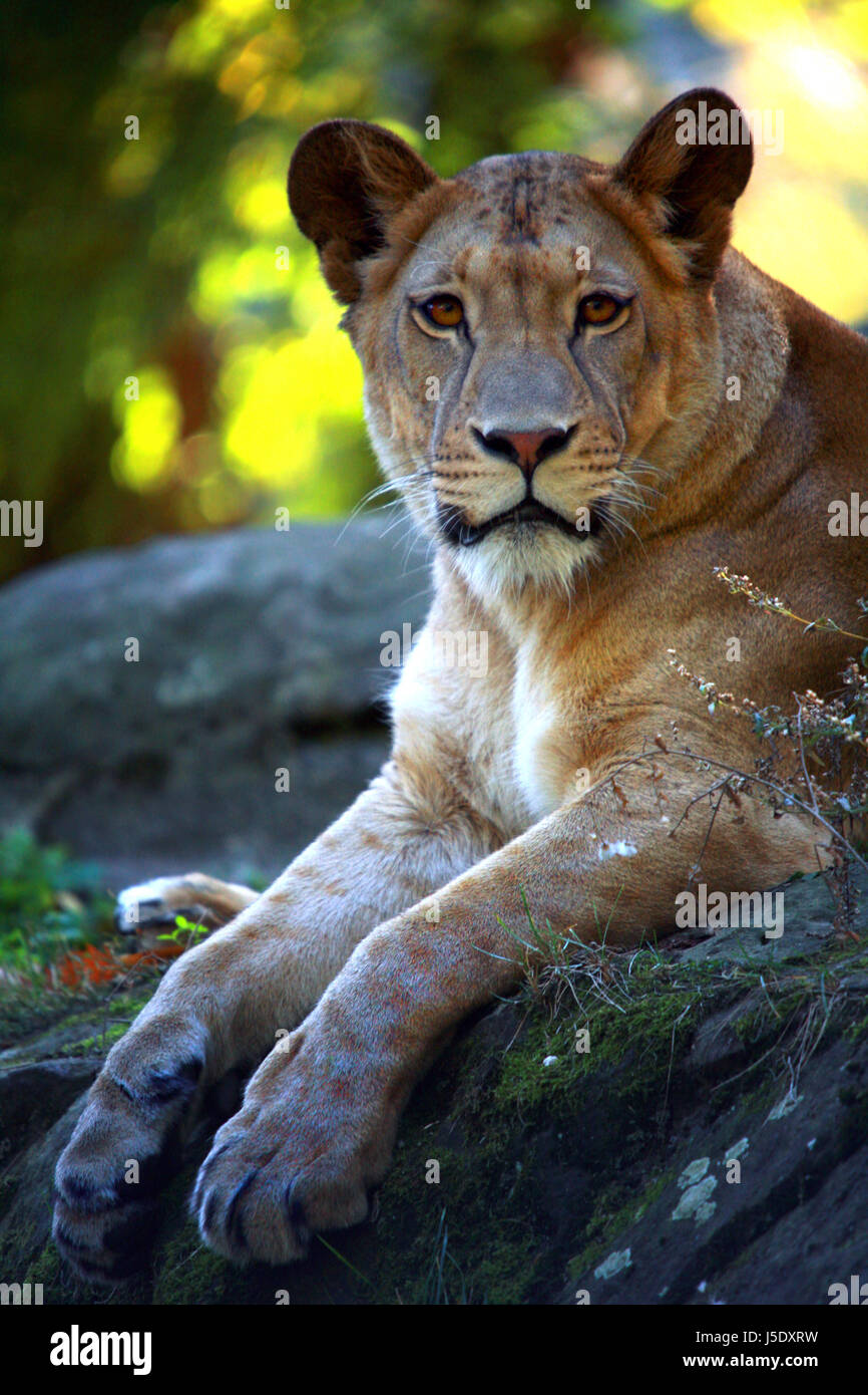 Biped hi-res stock photography and images - Alamy