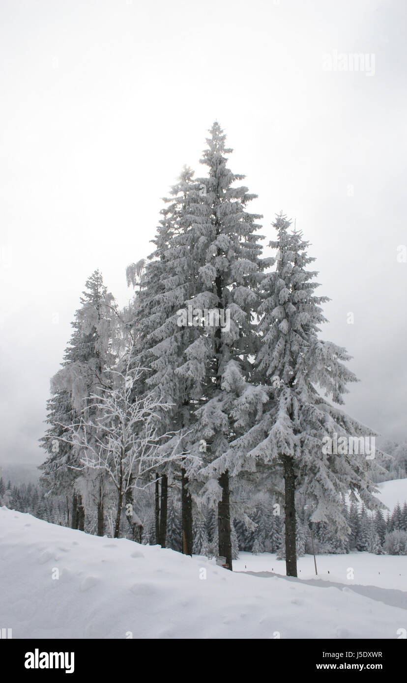 tree trees winter cold snowy ice winter landscape icicle icicles ...