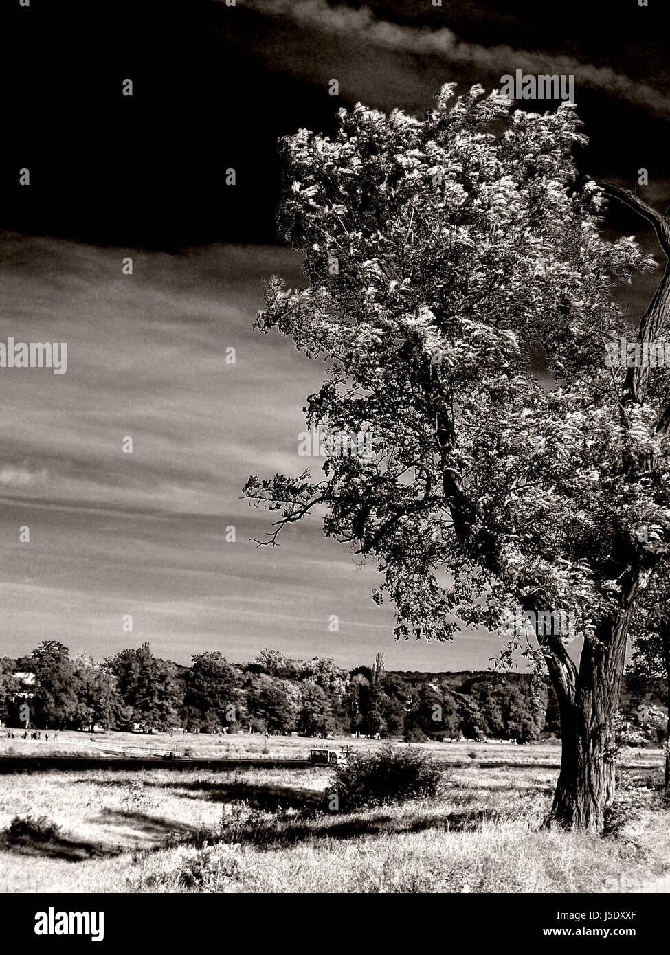 end time tree Stock Photo - Alamy