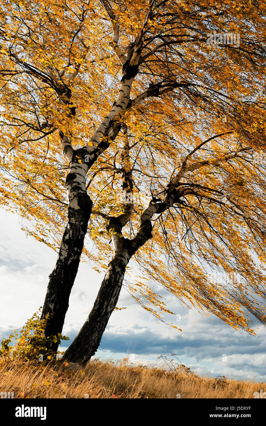 autumn wind ii Stock Photo - Alamy