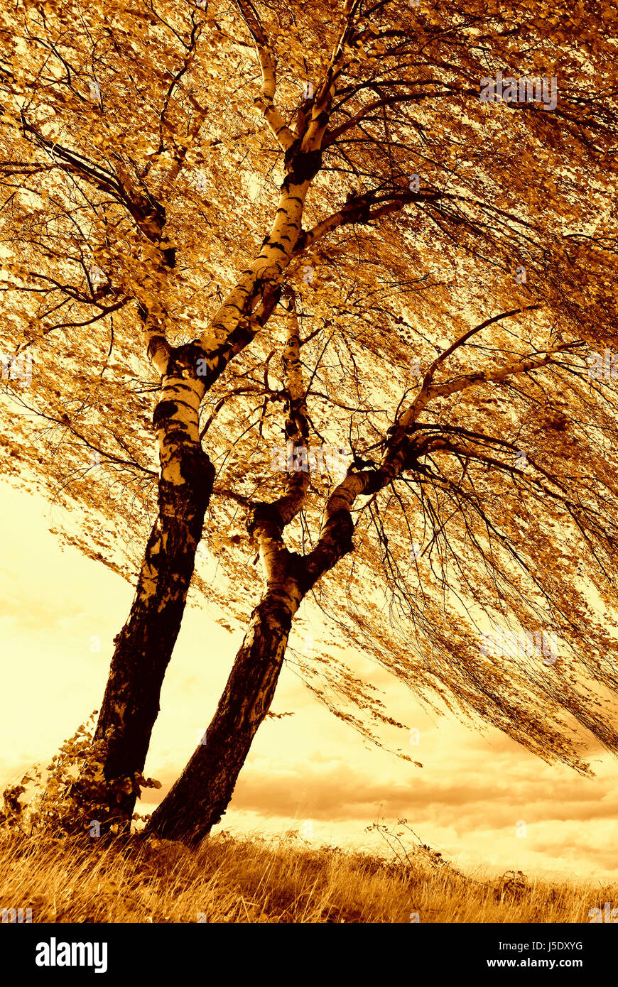 motion postponement moving movement tree deciduous tree sunlight ...