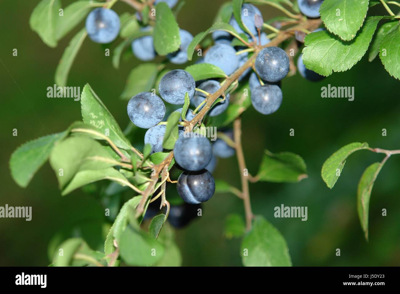 bushes branch hedge berries blachthorn sloe plant nature prunus spinosa ...