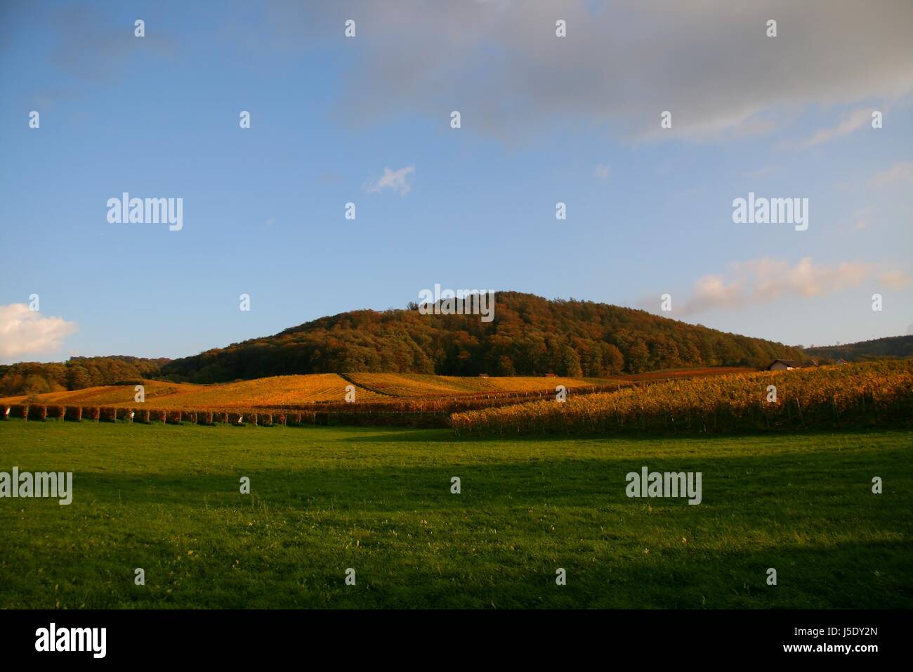 blue leaf tree trees green leaves agriculture farming cultivation of ...