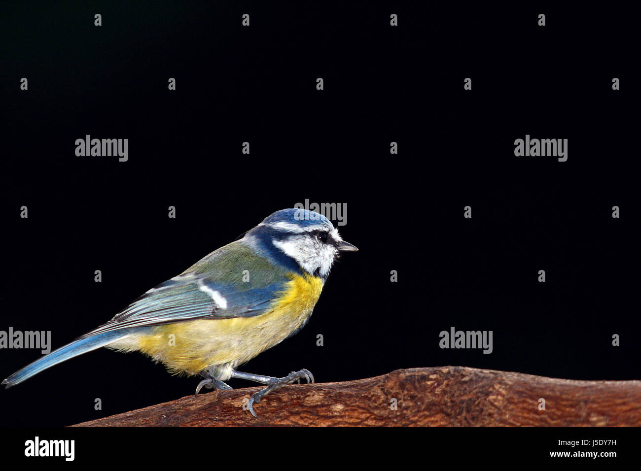 wait waiting bird birds perspective prospect branch contrasts titmouse ...