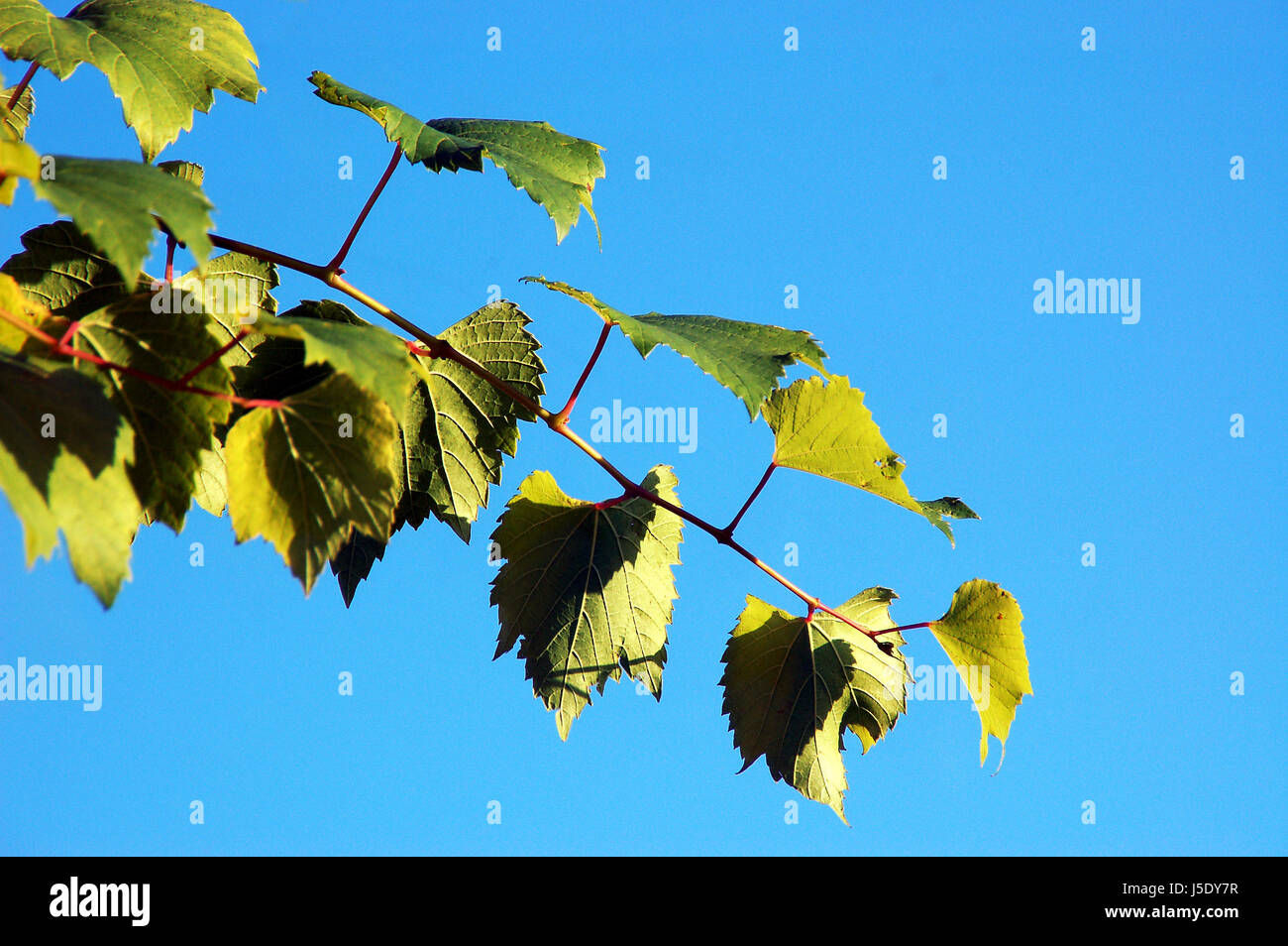 Layer vine hi-res stock photography and images - Alamy