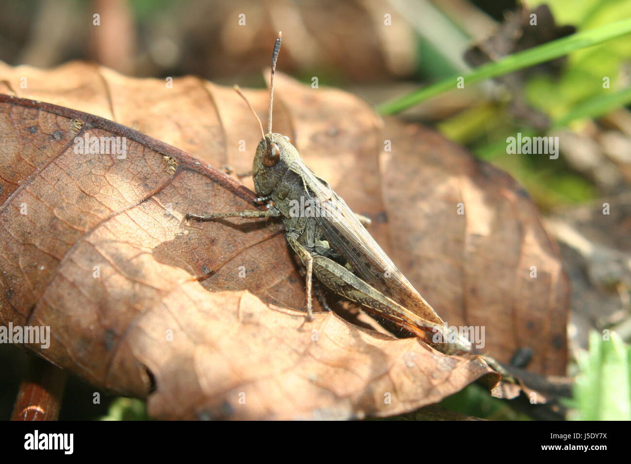 insect grasshopper hand fall autumn feldheuschrecke schrecke acrididae ...