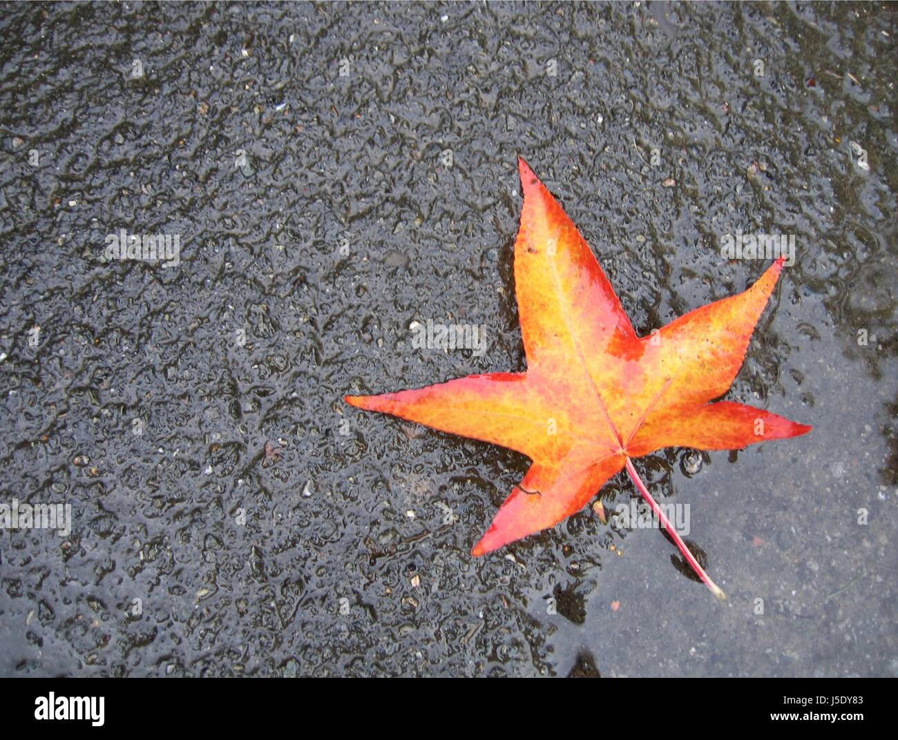 remember autumnal asphalt expiration wet change transitoriness ...