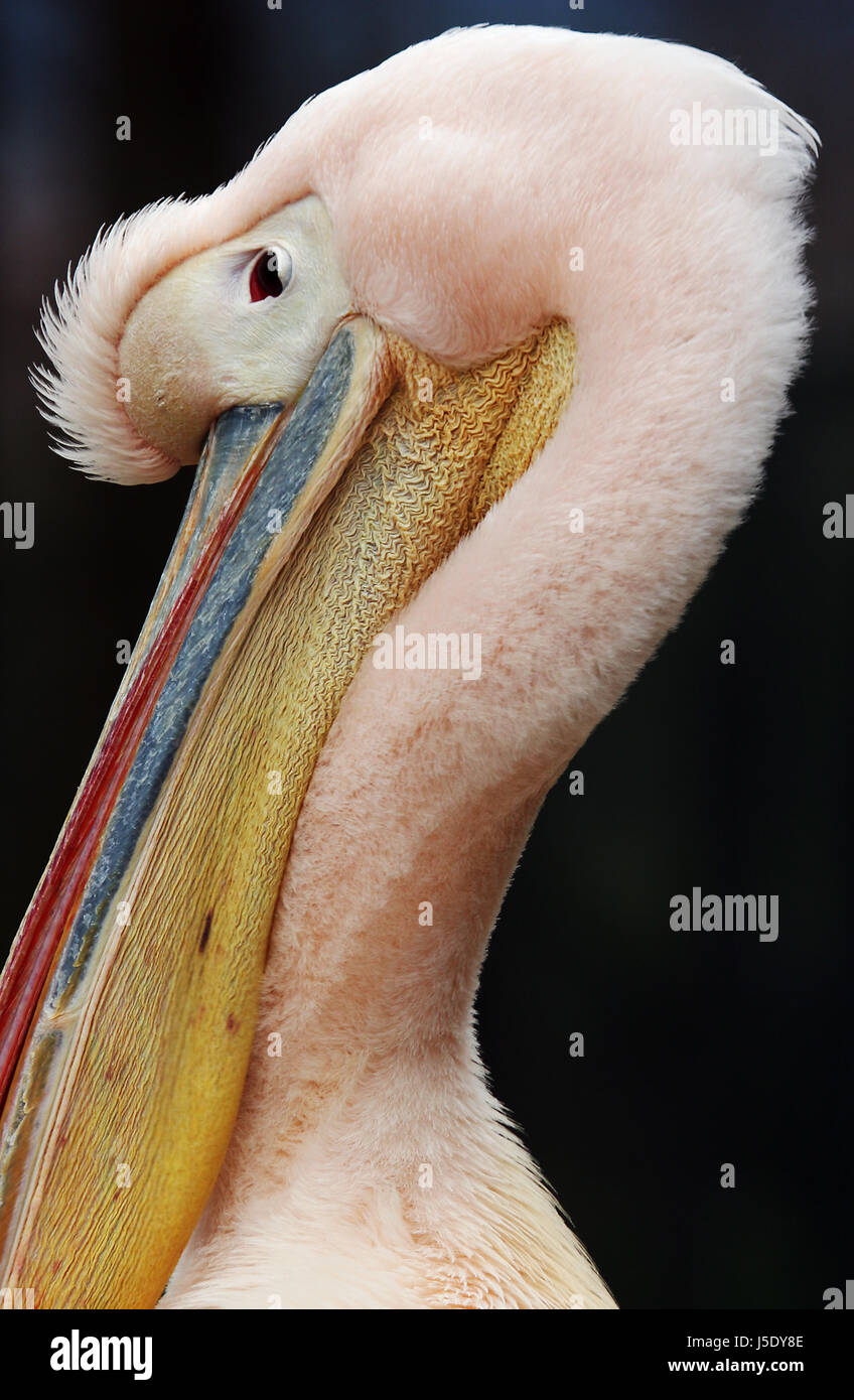 Pelikanportrt hi-res stock photography and images - Alamy