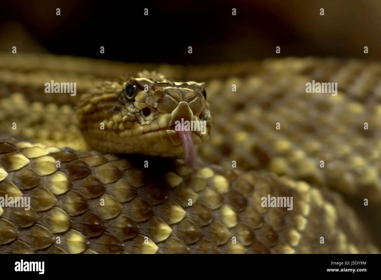 tongue portrait animal portrait tele snake frontally rattlesnake ...