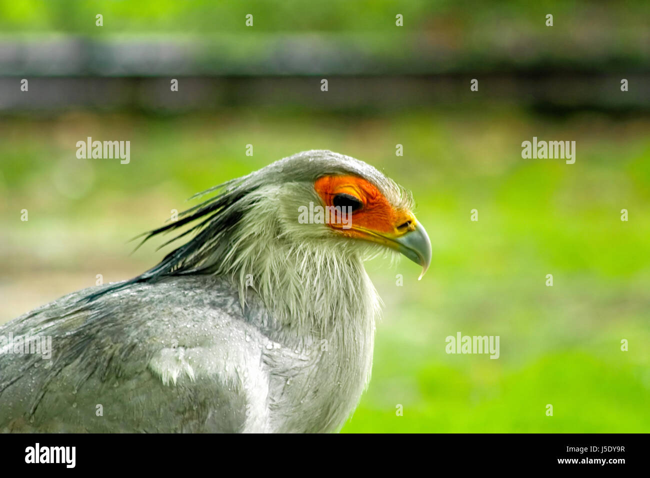 secretary bird green eye organ birds beak orange beaks feather grey ...
