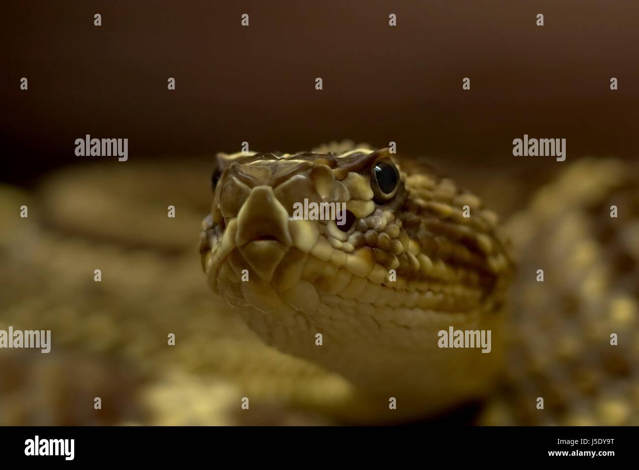 portrait eye organ animal portrait tele snake frontally rattlesnake ...