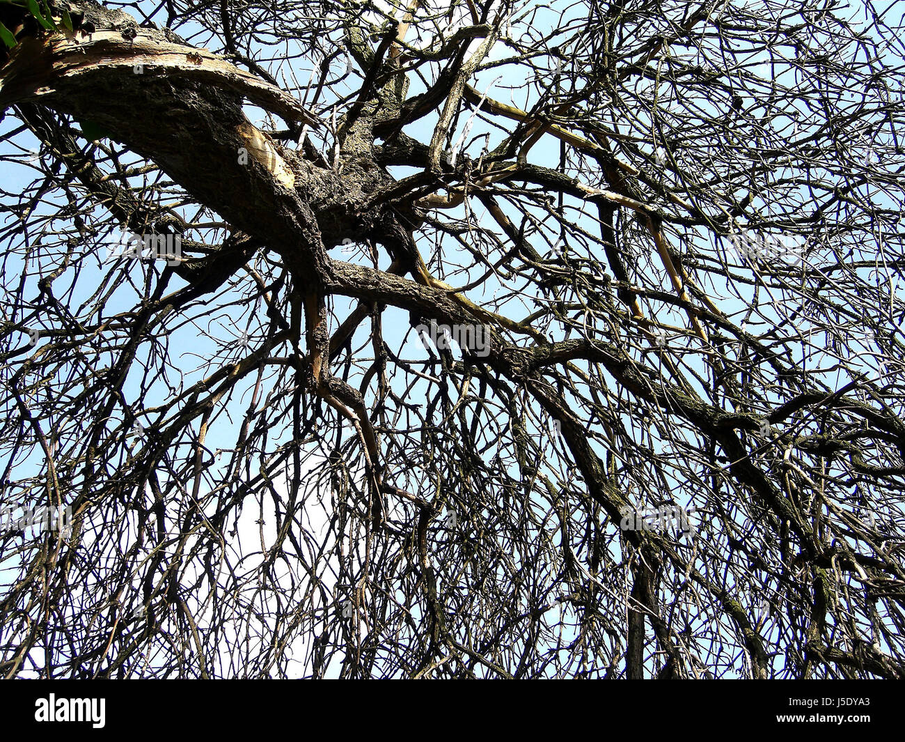 Ramified hi-res stock photography and images - Alamy