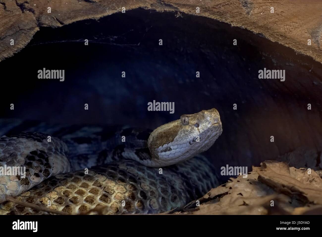 cave animal portrait tele snake snag rattlesnake leaves foliage toxic ...