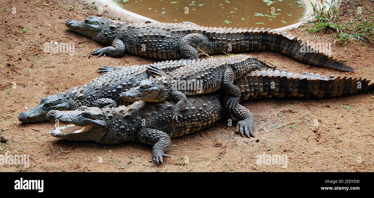 Family crocodiles hi-res stock photography and images - Alamy