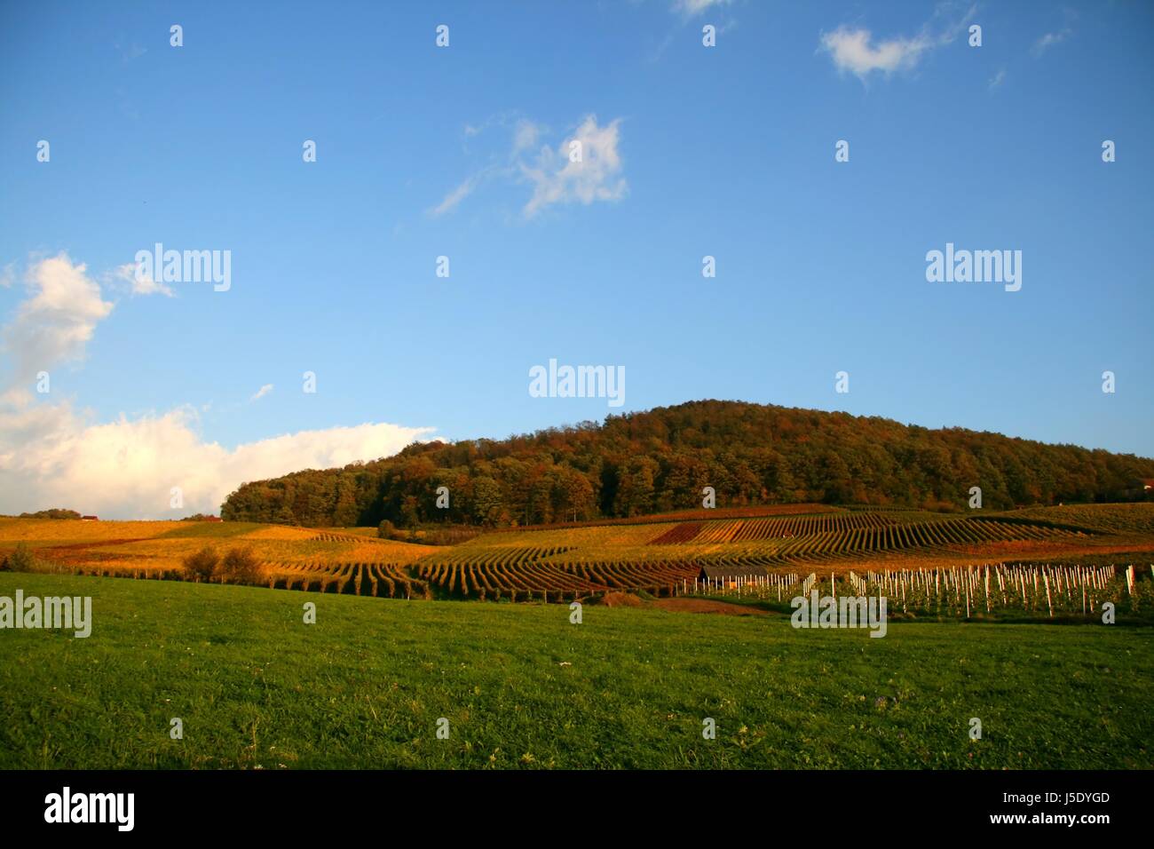 Goldener wein hi-res stock photography and images - Alamy