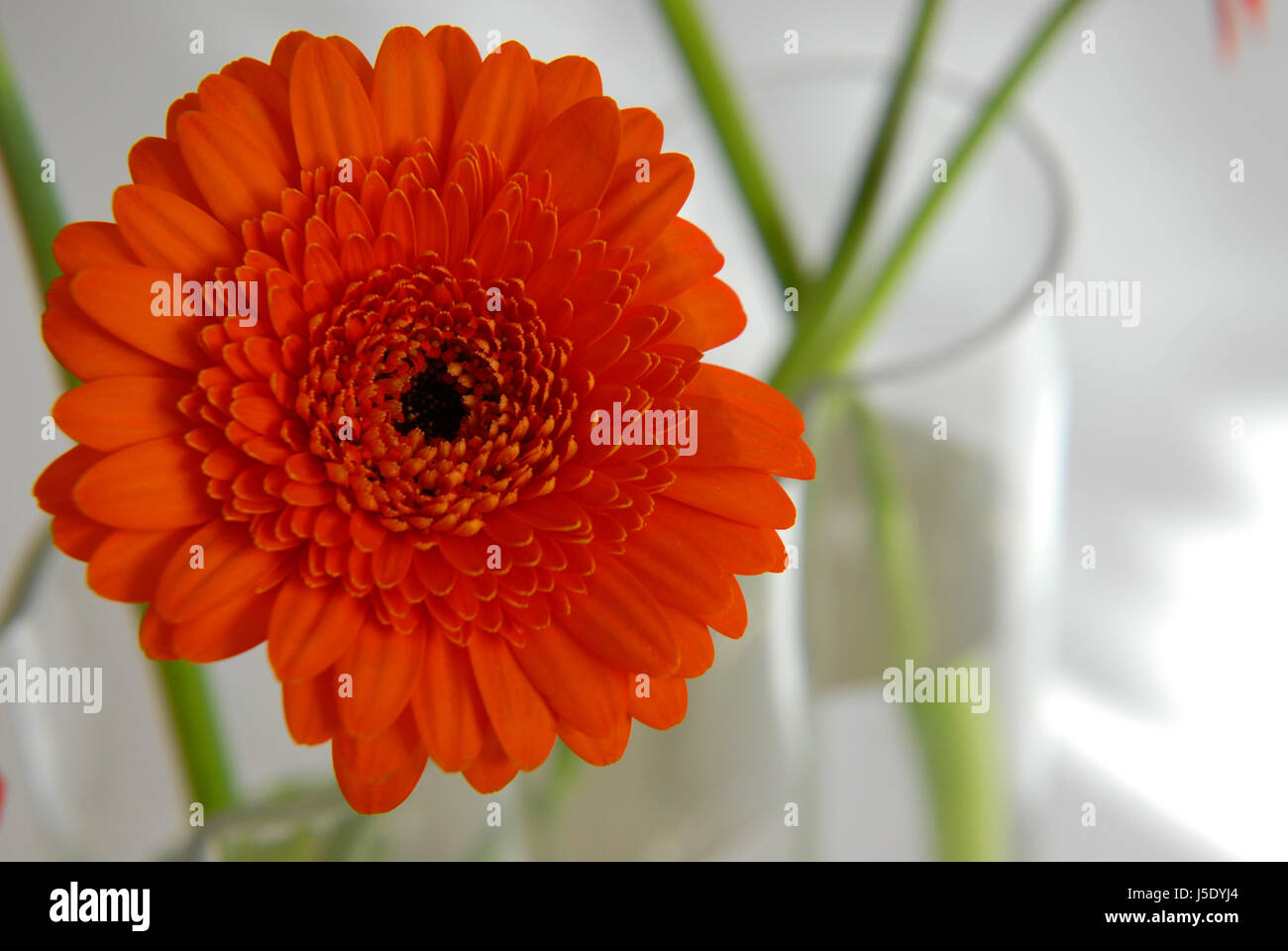 gerbera in vase Stock Photo - Alamy