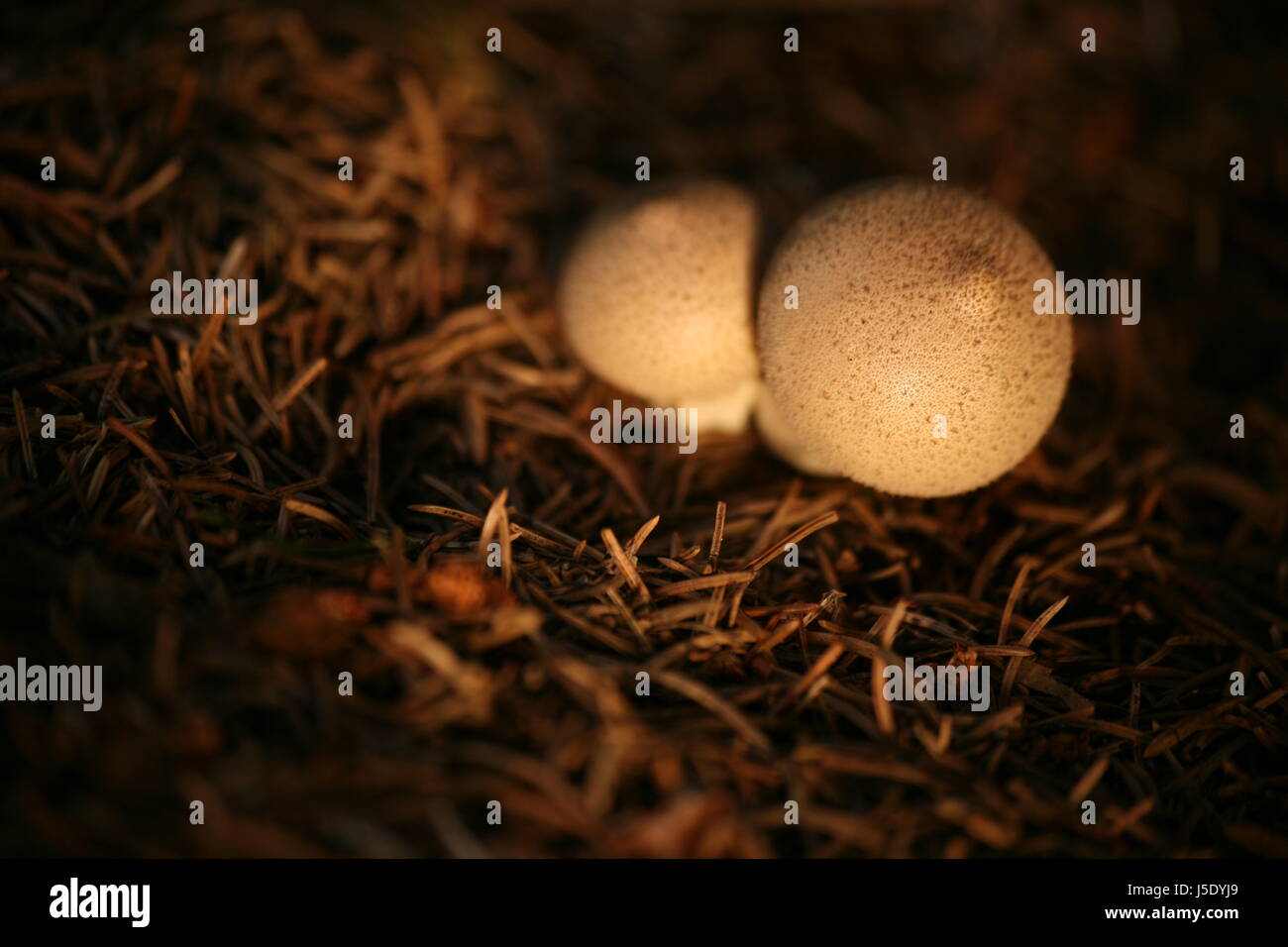 Spiny puffballs hi-res stock photography and images - Alamy